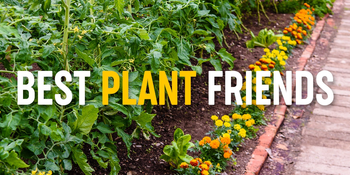 Let's Talk Companion Planting! – SimplyGro