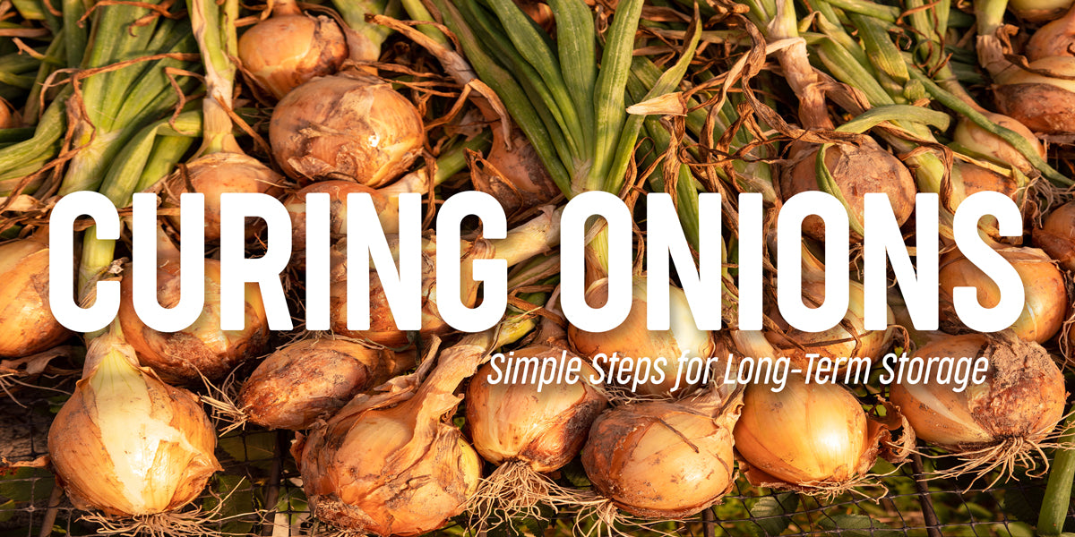 A Simple Guide on Making the Most of Your Onion Harvest – SimplyGro