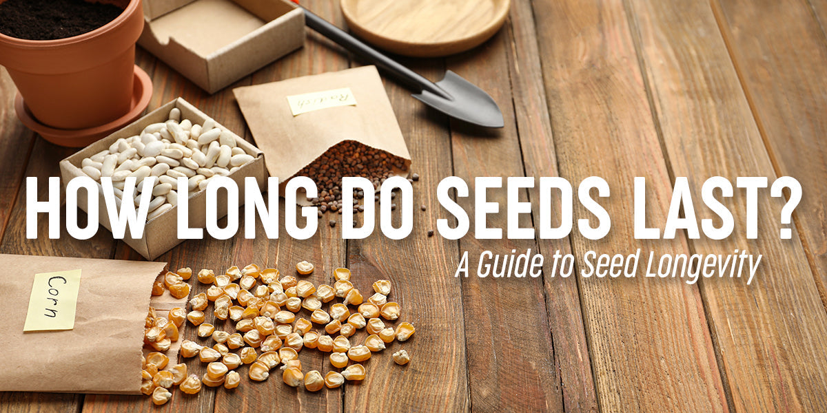 Seed Viability: Test, Store, & Extend Their Life! – SimplyGro