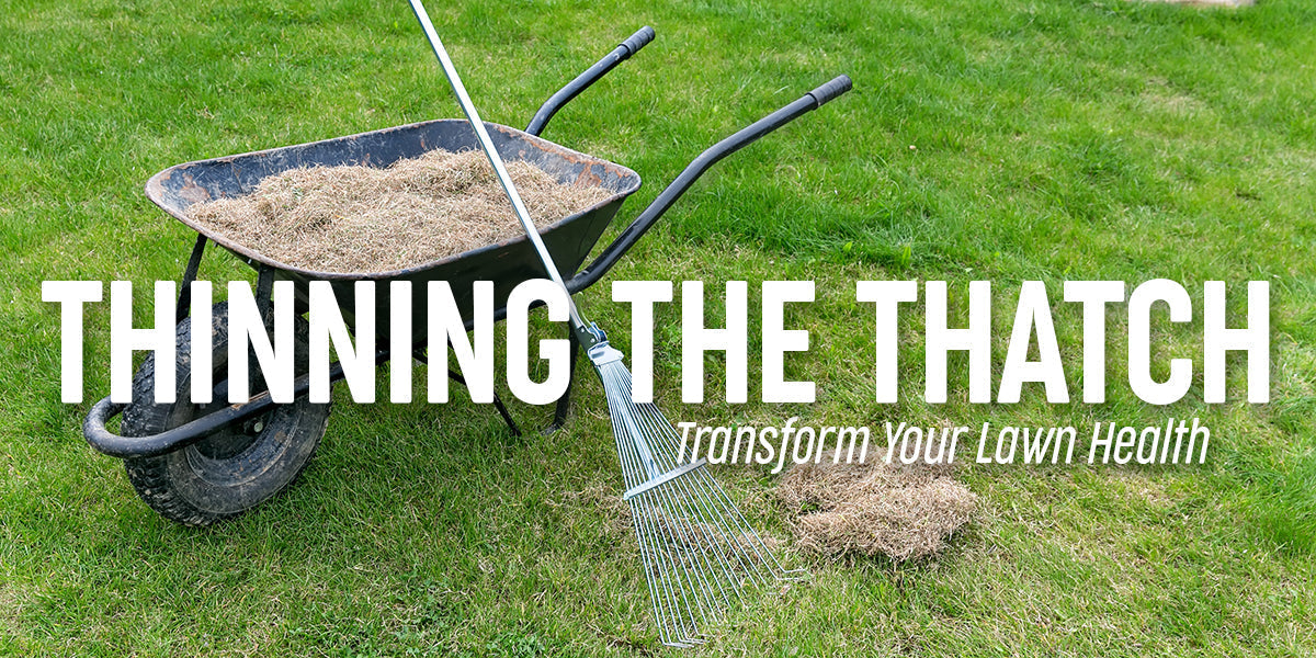 How Thinning The Thatch Can Transform Your Lawn Health – SimplyGro