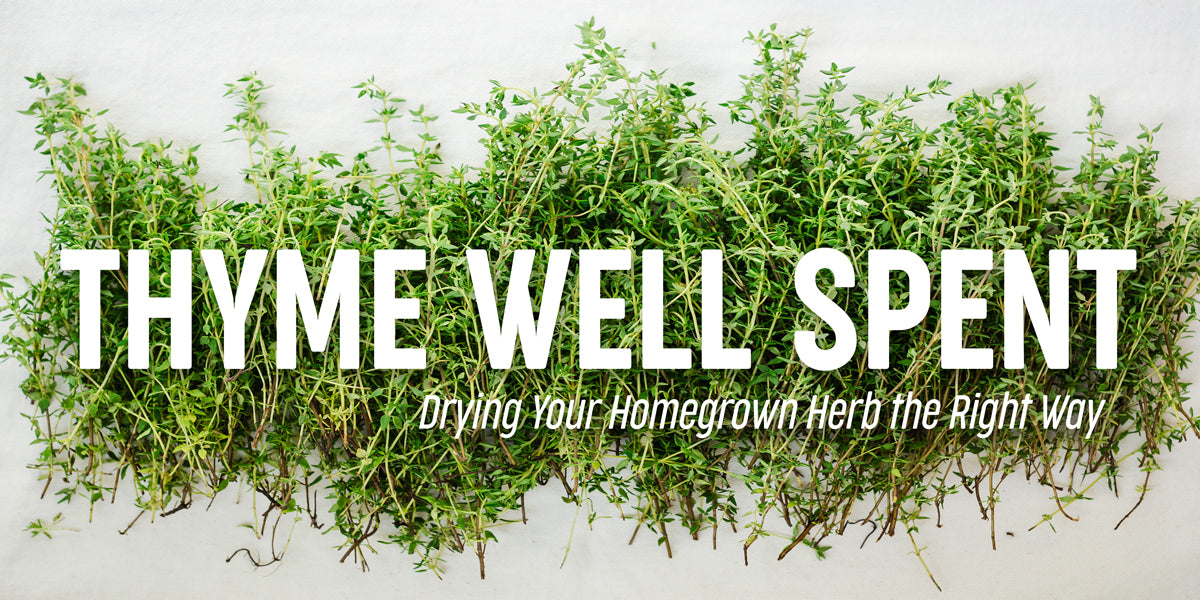 A Guide to Drying Thyme – SimplyGro