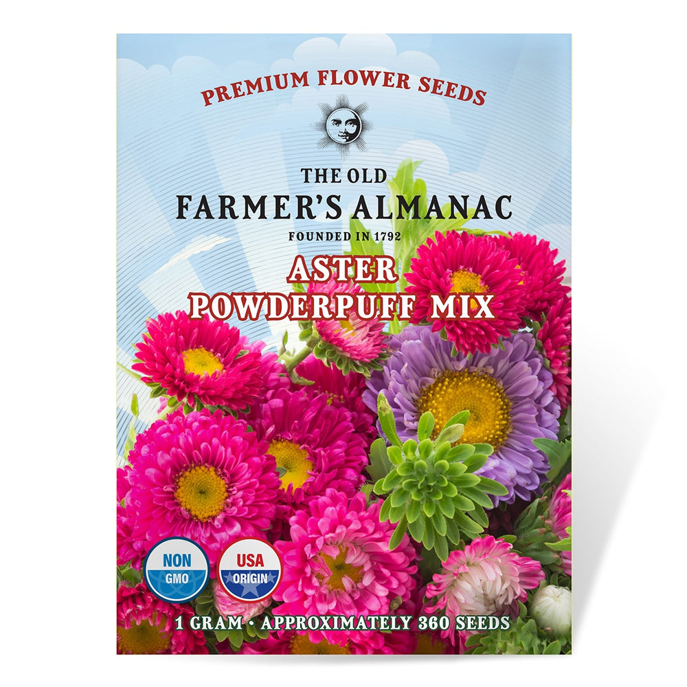 The Old Farmer's Almanac Powder Puff Mix Aster Seeds - Premium Non-GMO ...
